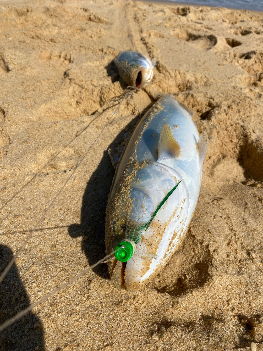 Real McCoy Fishing Tours - Melbourne Surf Fishing Tours